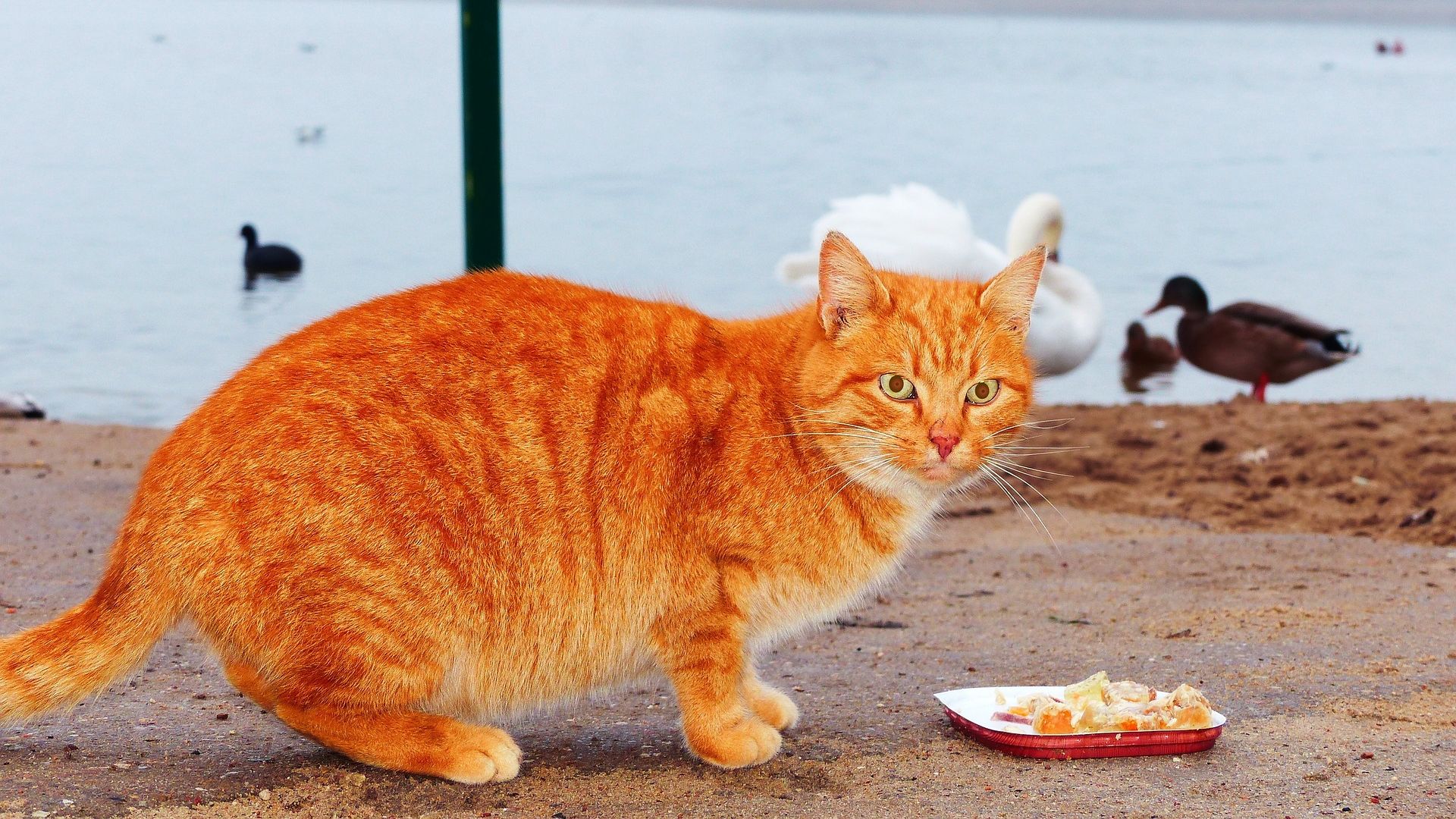Pet Foods In Flint, TX 75762 | Flint Veterinary Clinic